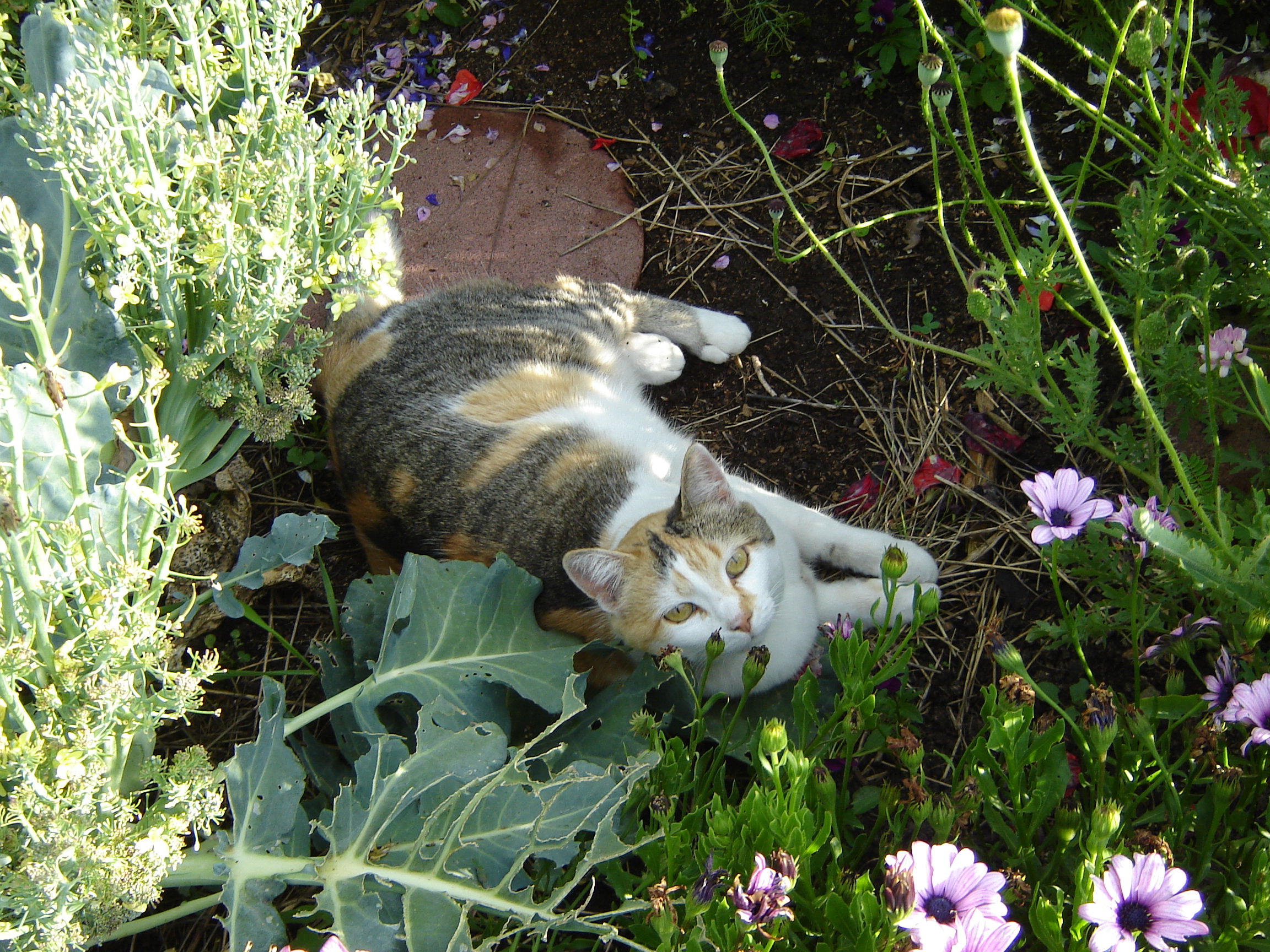 Kali – Writing At 1 AM